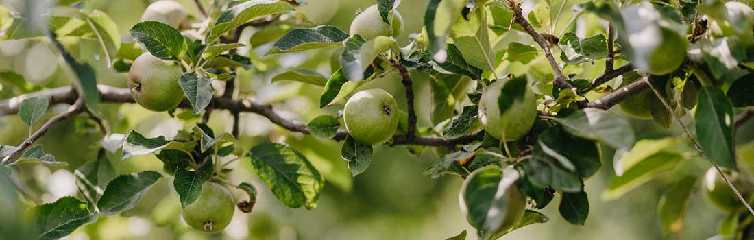 Apfel-Power aus dem Thurgau: vom Baum in die Haarpflege – RAUSCH